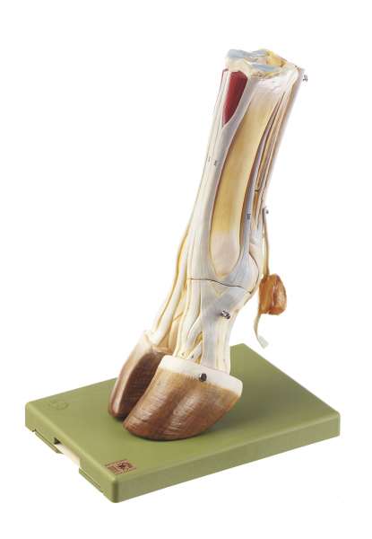 Zoology models | SOMSO®