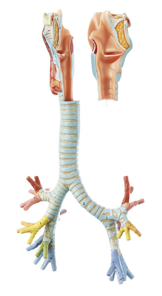 Laringe con tráquea (GS 4/1) · Modelos de anatomía | SOMSO®