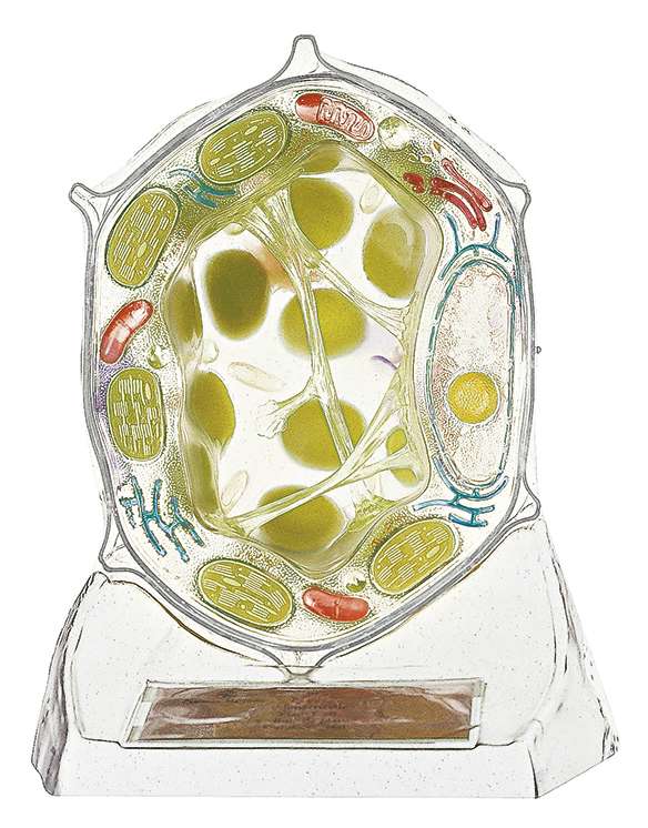 Original SOMSO® Modelle | SOMSO®