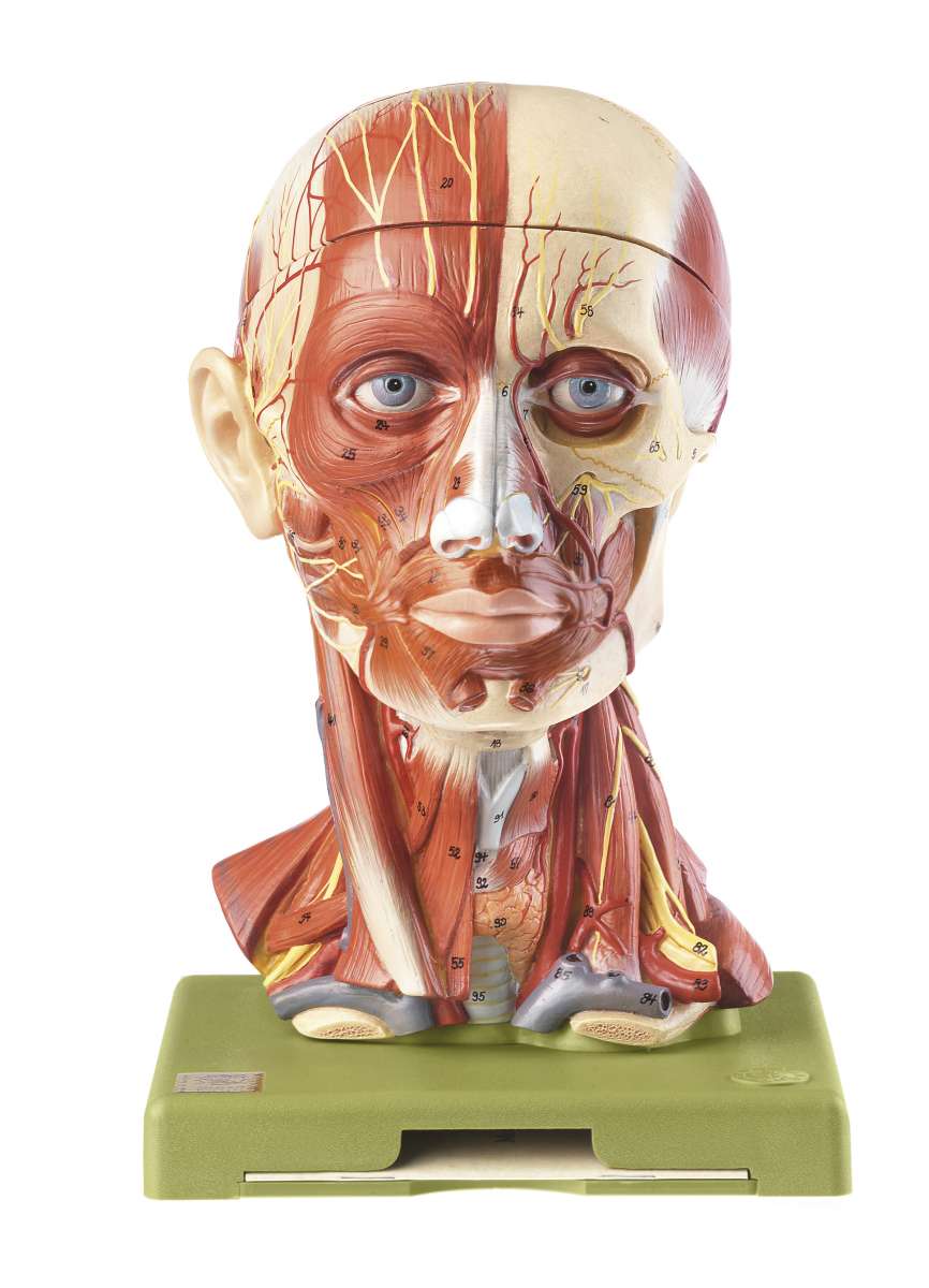 Original SOMSO® Modelle | SOMSO®