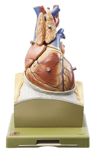 Eingeweide › Anatomie Modelle | SOMSO®