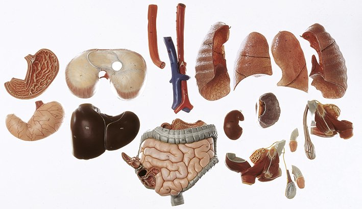 Muscle Torso with Head (AS 17/1) · Anatomy models | SOMSO®