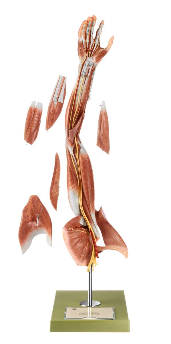 Muscles of the Arm with Shoulder Girdle (NS 15) · Anatomy models | SOMSO®