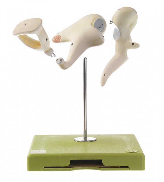 Huesecillos del oído (DS 18) · Modelos de anatomía | SOMSO®