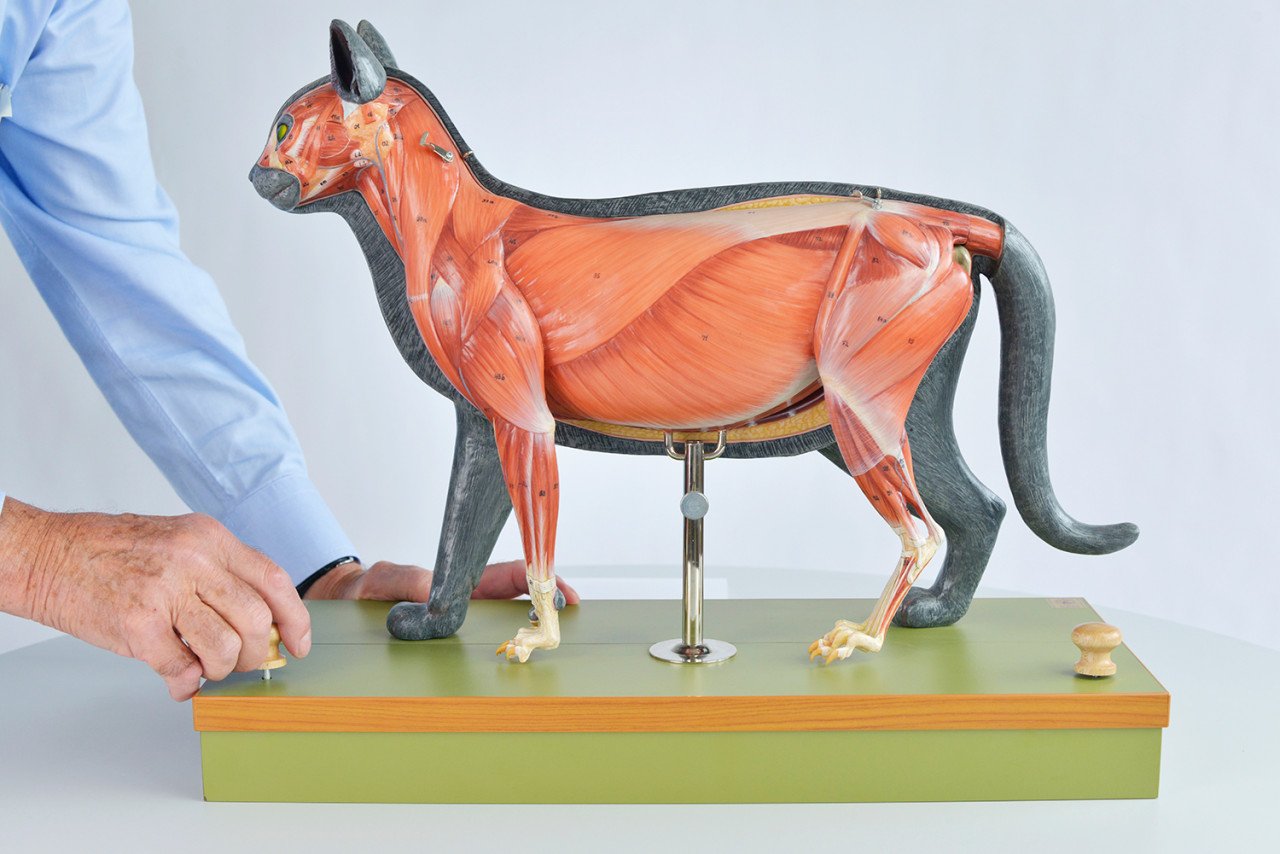 Brand › SOMSO® | SOMSO®