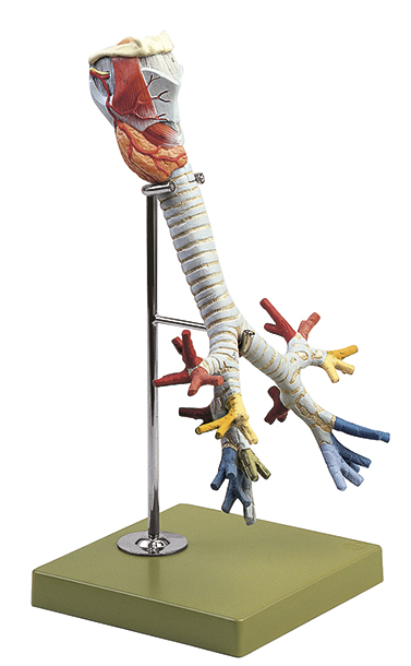 Laringe con tráquea | Tráquea / lengua | Órganos internos | Anatomía ...