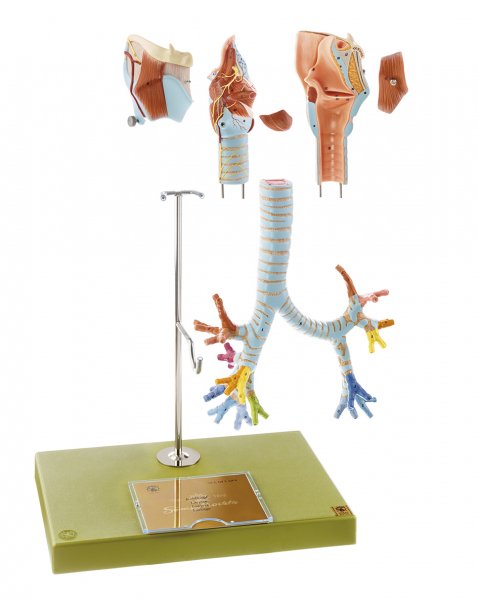 Larynx with Trachea (GS 5) · Anatomy models | SOMSO®