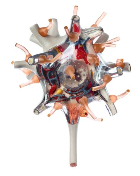 Neuron (BS 35) · Anatomy models | SOMSO®