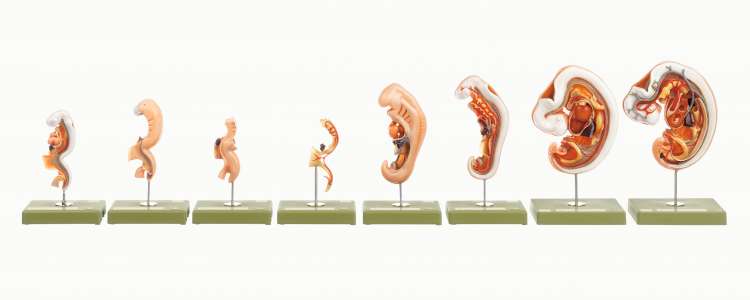 Original SOMSO® Modelle | SOMSO®