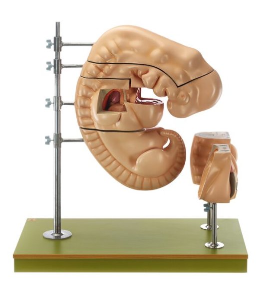 Model of a human embryo (length 6.8 mm) (M 48/3a) · Anatomy models | SOMSO®
