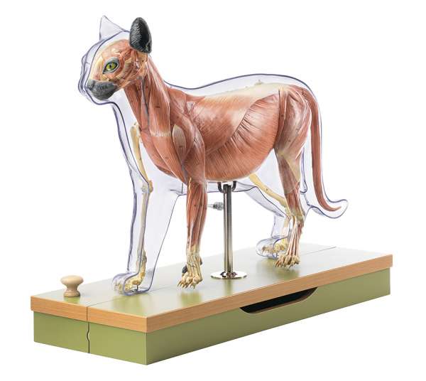 Zoologie Modelle | SOMSO®