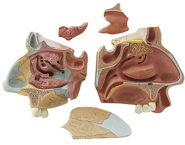 Nariz (FS 6) · Modelos de anatomía | SOMSO®