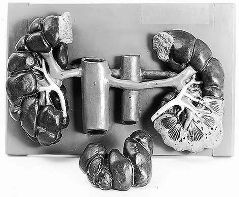 Zoology models | SOMSO®