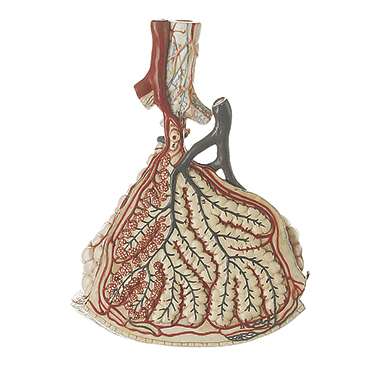 Lobuli polmonari con modello aggiuntivo degli alveoli polmonari (HS 23 ...