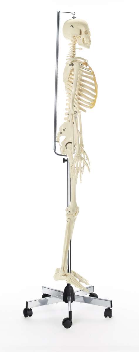 Artificial Human Skeleton (QS 10/12) · Anatomy models | SOMSO®