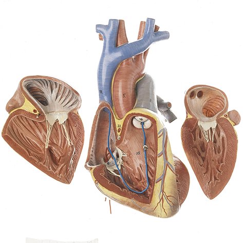 Corazón fetal (HS 24) · Modelos de anatomía | SOMSO®