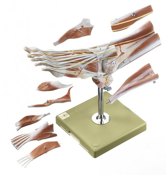 Muscles of the Foot (NS 9) · Anatomy models | SOMSO®