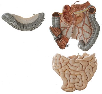 Male Torso with Head and Open Back (AS 23/1) · Anatomy models | SOMSO®