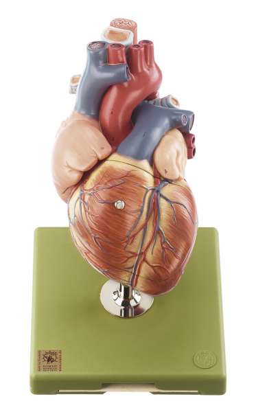 Eingeweide › Anatomie Modelle | SOMSO®