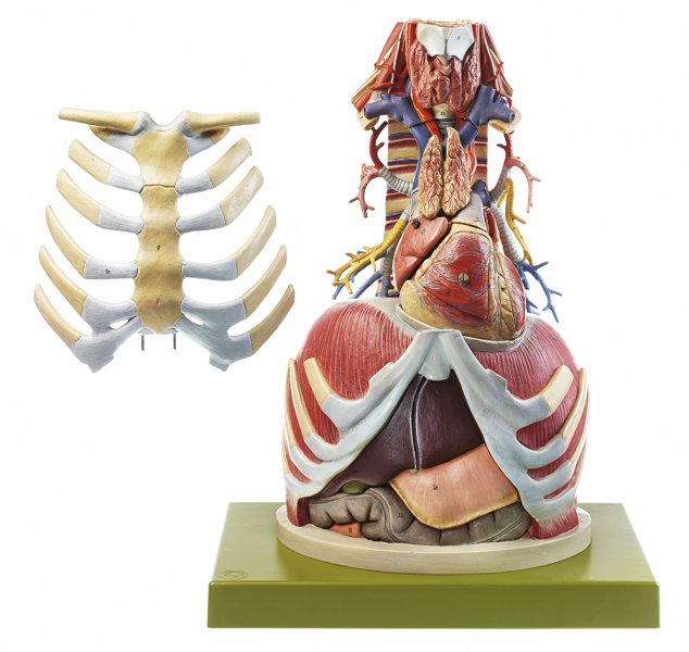 Anatomy of the Thorax (HS 21) · Anatomy models | SOMSO®