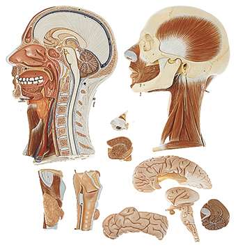 Head with Muscles (BS 18/1) · Anatomy models | SOMSO®