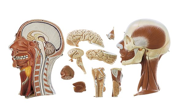 Torso with Head and Interchangeable Male and Female Genitalia (AS 6 ...