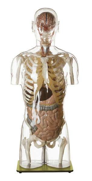 Anatomy models | SOMSO®