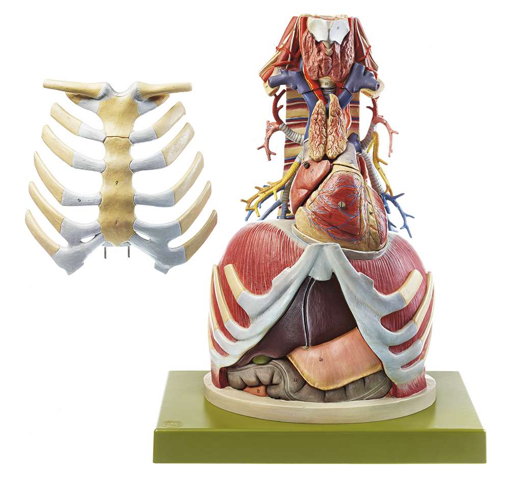 Anatomy of the Thorax (HS 21) · Anatomy models | SOMSO®