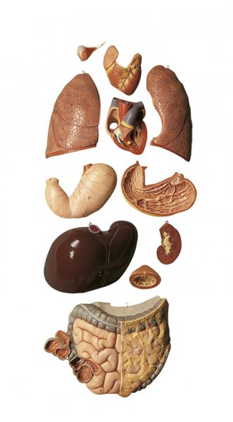 Torso of Young Man with Head (AS 16/1) · Anatomy models | SOMSO®