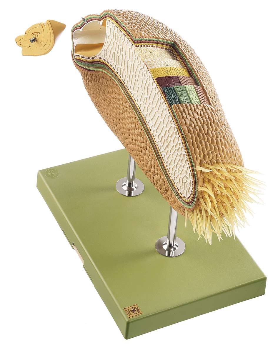 Modelo de un grano de trigo como ejemplo de una cariópside (BoS 18 ...