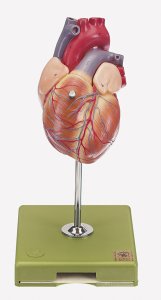 Eingeweide › Anatomie Modelle | SOMSO®