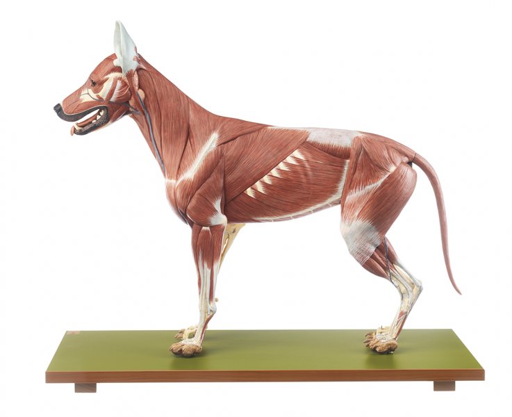 Model of a Female German Shepherd Dog (ZoS 109/1) · Zoology models | SOMSO®