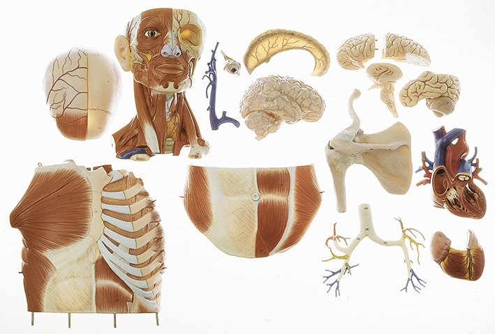 Muscle Torso with Head (AS 17/1) · Anatomy models | SOMSO®