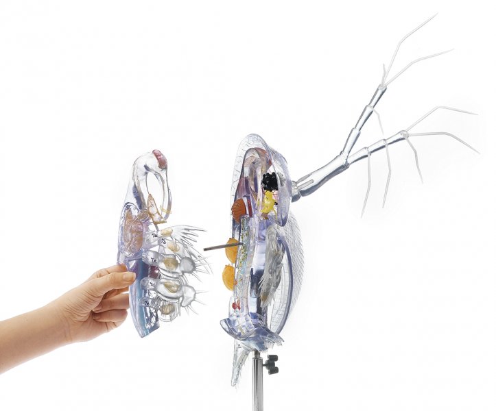 Modelo de una pulga de agua (ZoS 121) · Modelos de zoología | SOMSO®