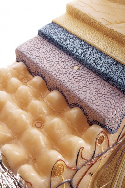 Block Model of the Skin (KS 4) · Anatomy models | SOMSO®