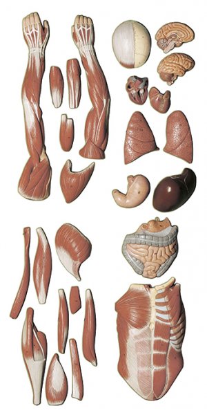 Male Muscle Figure (AS 1) · Anatomy models | SOMSO®