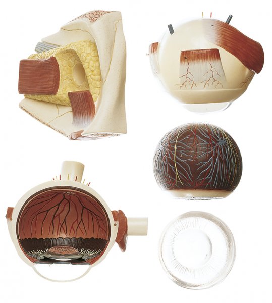 Ojo (CS 7) · Modelos de anatomía | SOMSO®