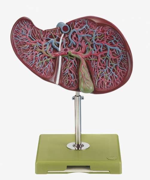 Eingeweide › Anatomie Modelle | SOMSO®