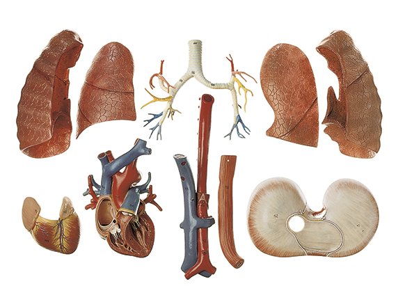 Torso with Head and Interchangeable Male and Female Genitalia (AS 6 ...