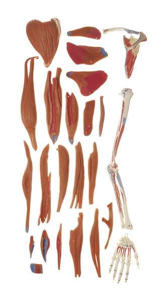 Model of the Arm Muscles (QS 55/5) · Anatomy models | SOMSO®