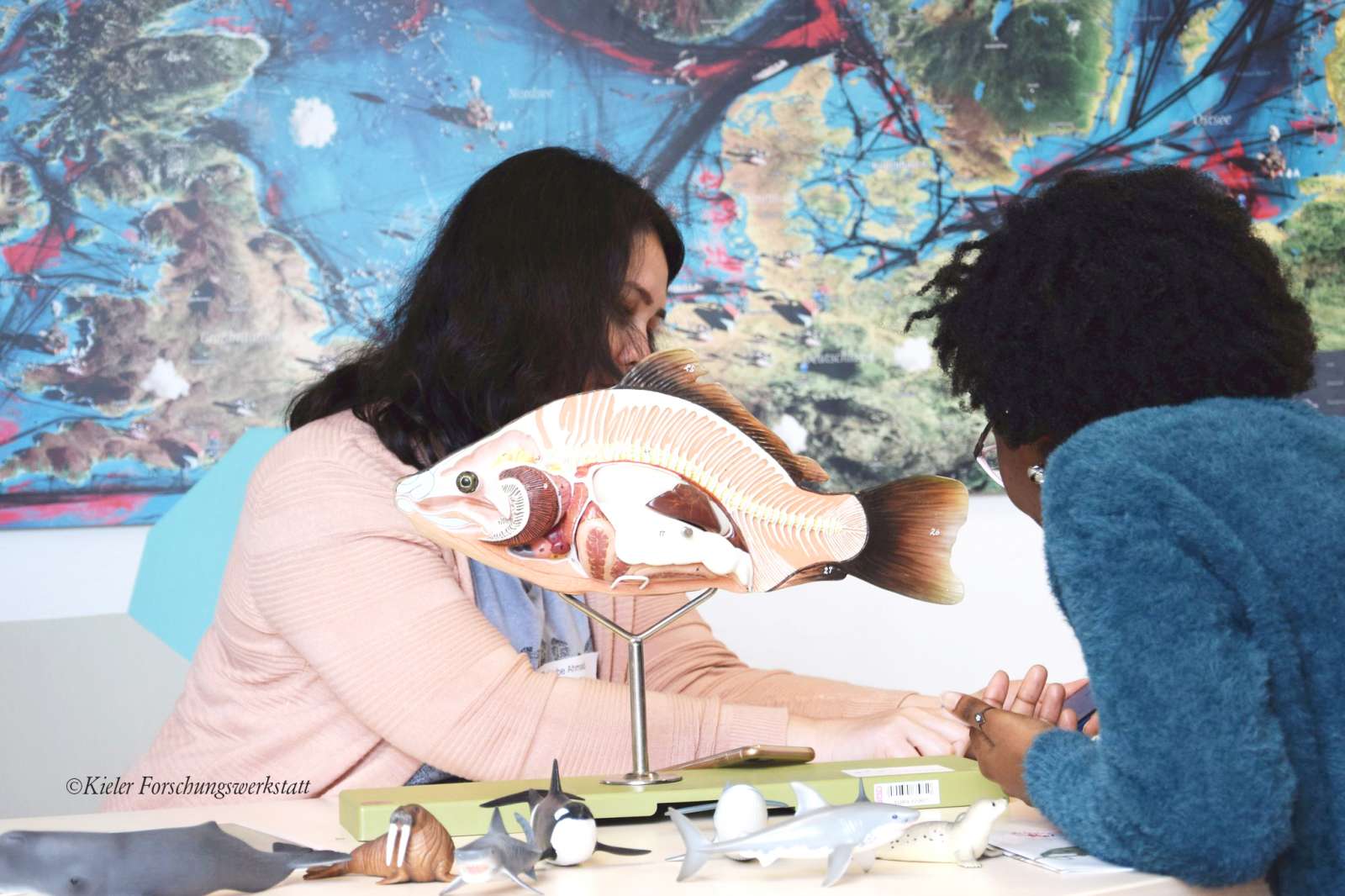 Original SOMSO® Modelle | SOMSO®