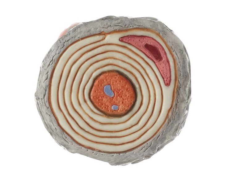 Neuron (BS 35) · Anatomy models | SOMSO®