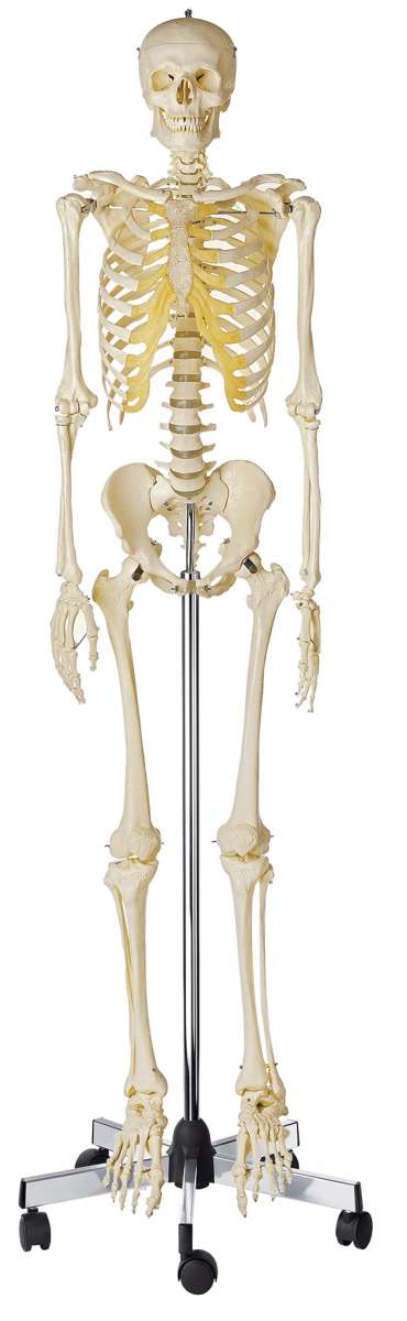 Artificial Human Skeleton (QS 10/1) · Anatomy models | SOMSO®