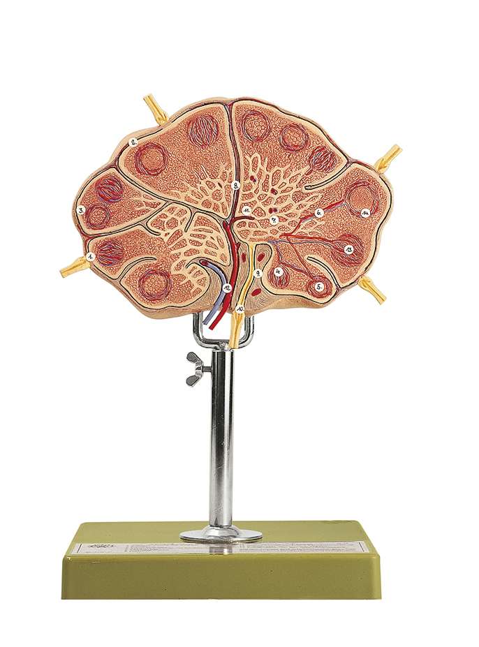 Lymph Node (HS 19) · Anatomy models | SOMSO®