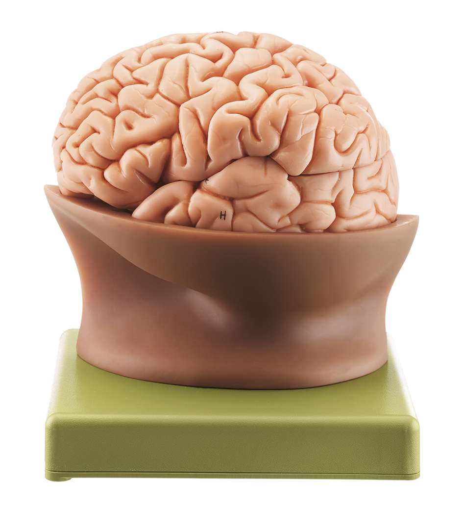 Half of the Brain (BS 20/1) · Anatomy models | SOMSO®