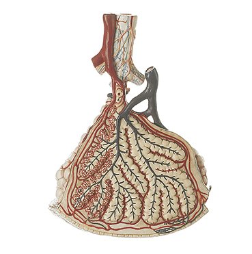 Lobuli polmonari con modello aggiuntivo degli alveoli polmonari (HS 23 ...