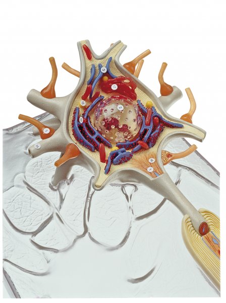 Neuron (BS 35) · Anatomy models | SOMSO®