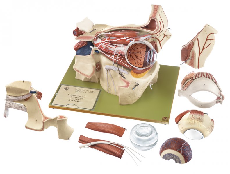 Topographie der Augenhöhle (CS 8/1) · Anatomie Modelle | SOMSO®