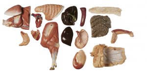 Model of a Breeding Pig (Dam) (ZoS 18/1) · Zoology models | SOMSO®