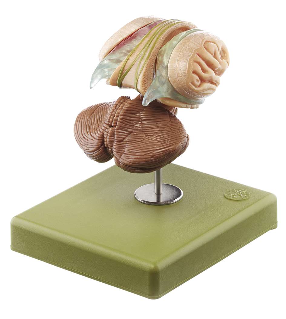 Model of Brain Stem in 12 parts (BS 25/2-T) · Anatomy models | SOMSO®